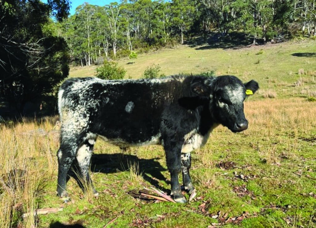 Speckle Park Cattle & Bull Sales Tasmania | Spring Bull Catalogue 2025